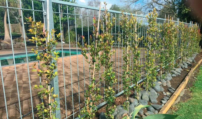 Month of mixed fortunes - Reay's Diary, Gardening | Rural Living