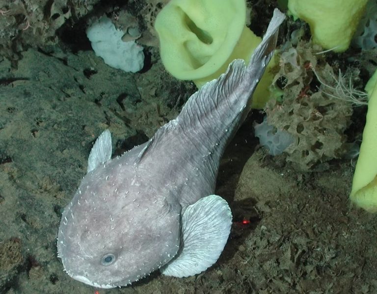 All hail King Blobfish! Fish of the Year 2025 - Franklin Times