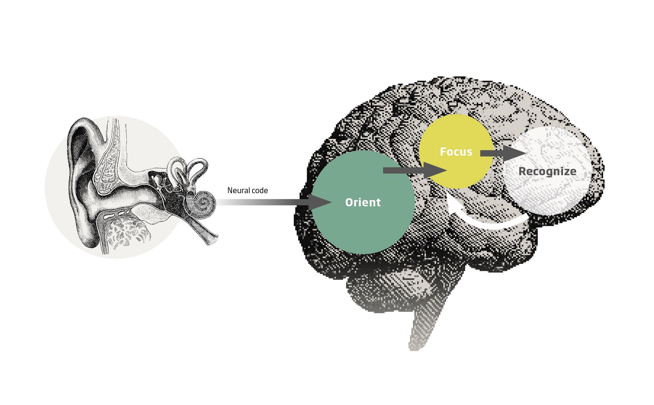 Wolfe Hearing: Explaining the link between hearing and brain health ...