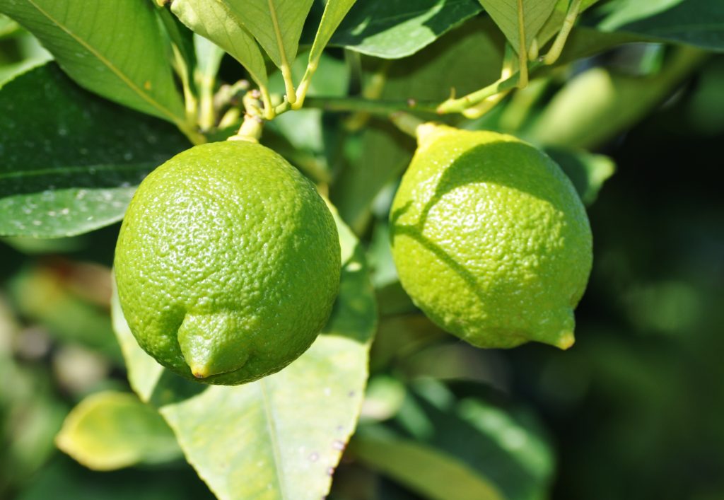 Homegrown citrus – a healthy investment - Franklin Times
