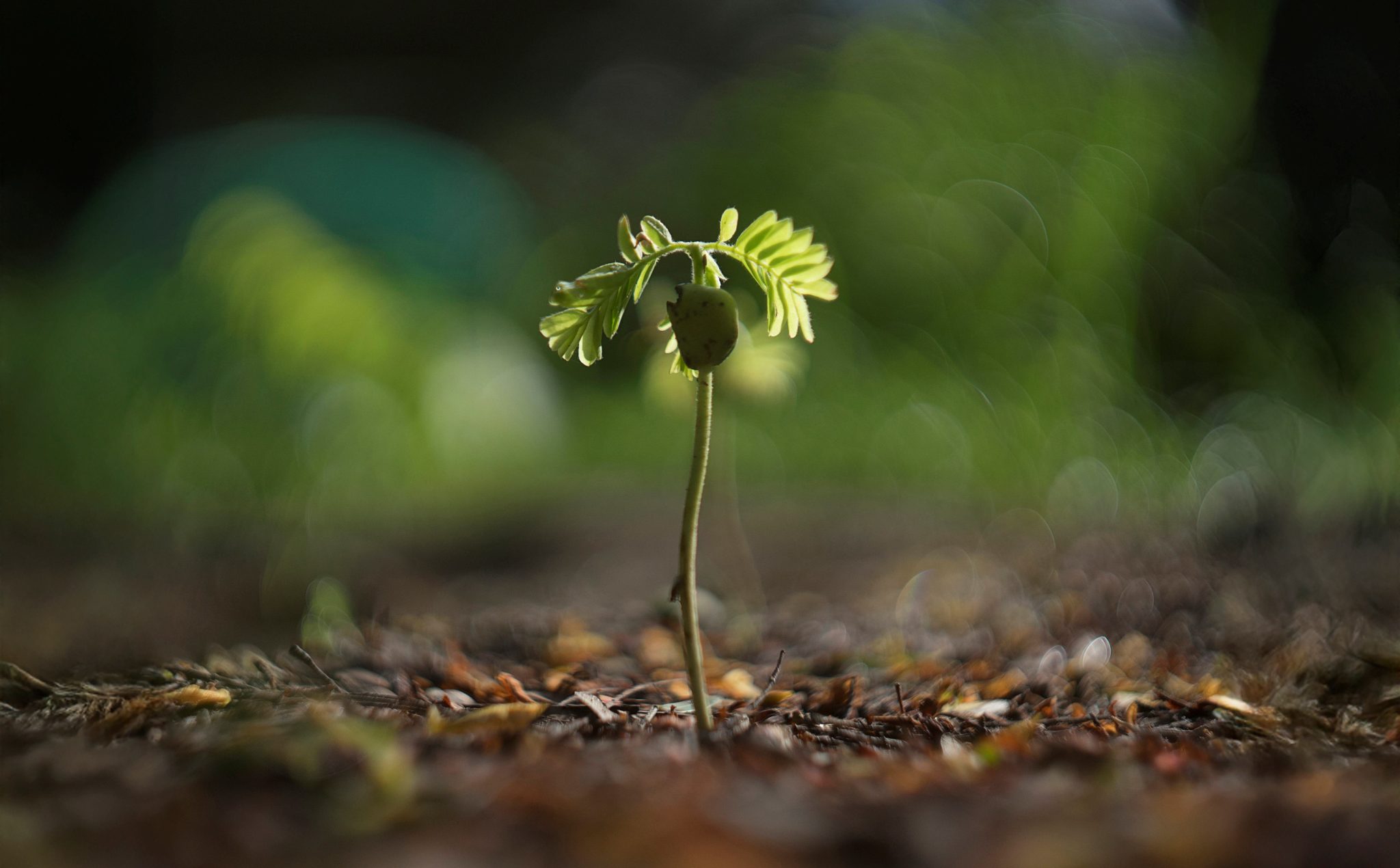 What’s NEXT, DOC? A Nature Positive Auckland - Franklin Times